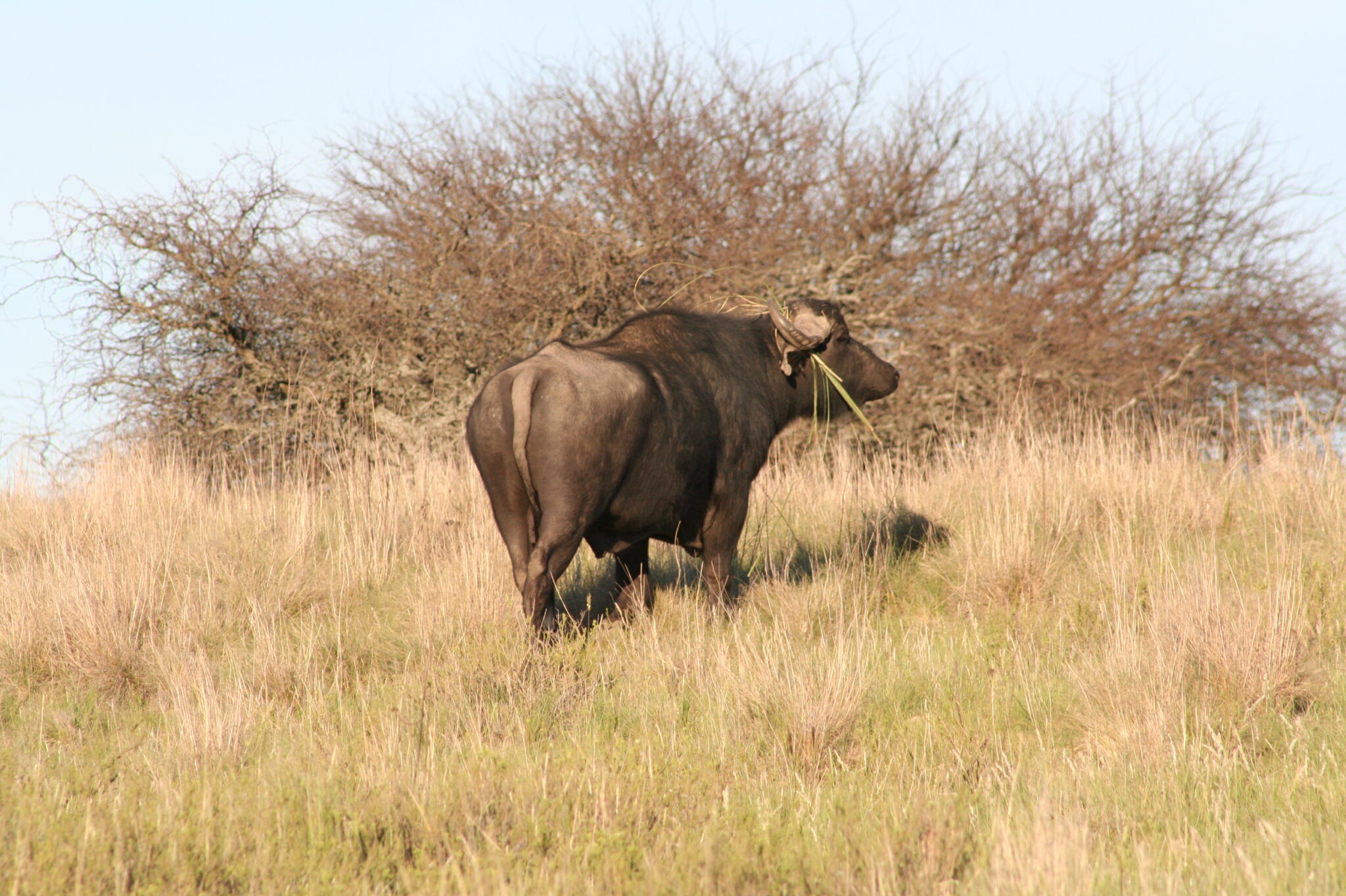 Water Buffalo Hunts – TGB Outfitters